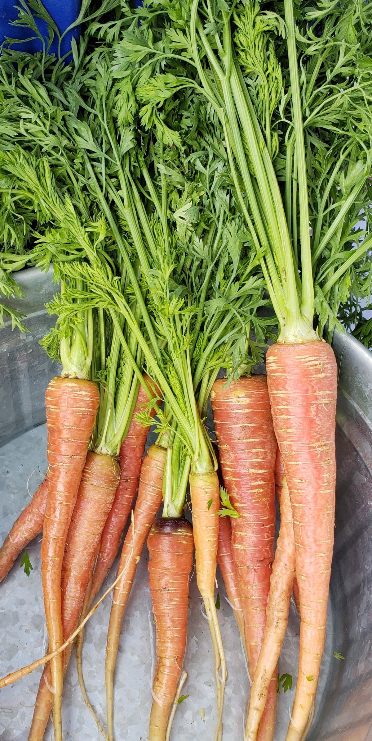 Sweet, Crispy, Crunchy Carrots! | Storeys in the Dirt